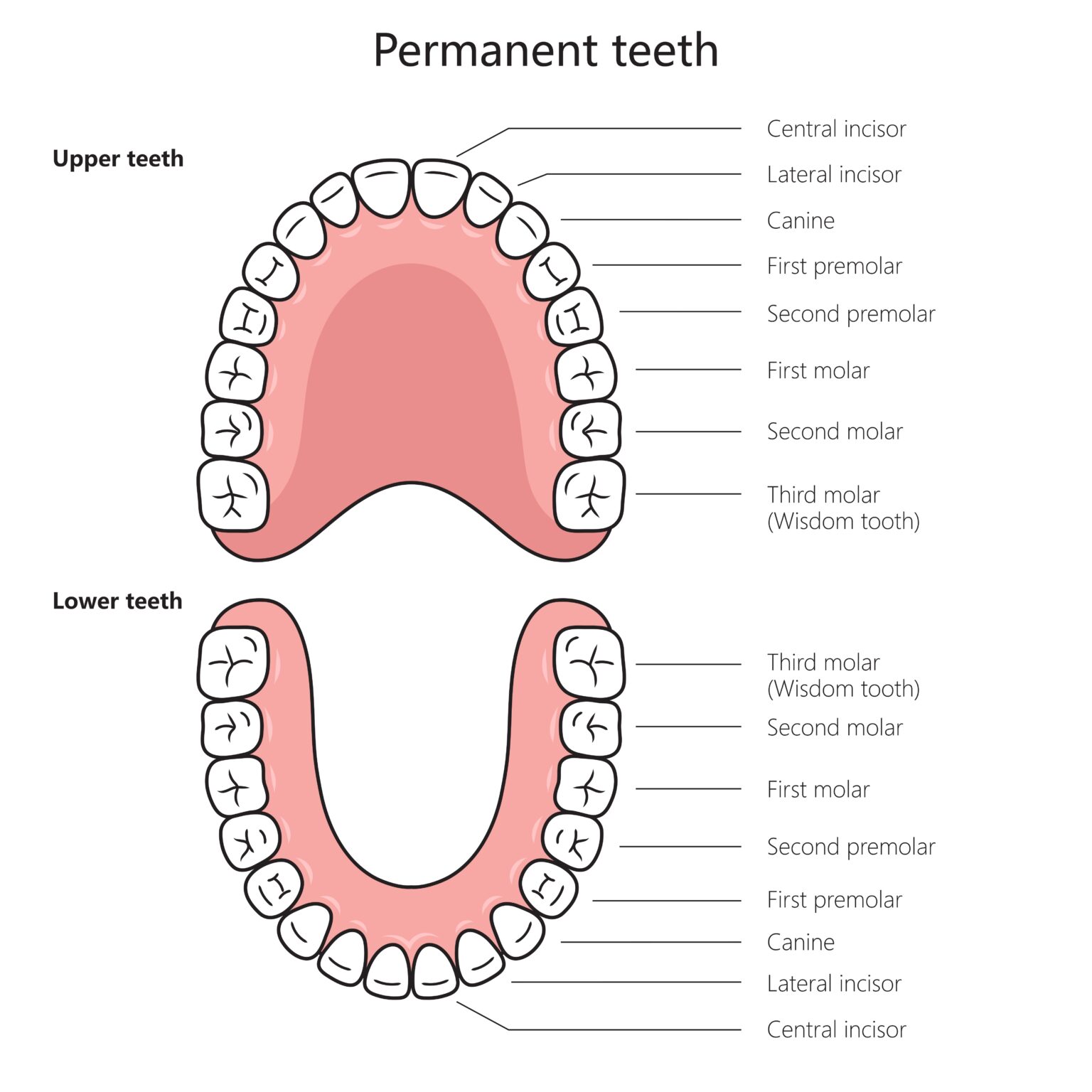 Oral Anatomy 101 | All Smiles Care